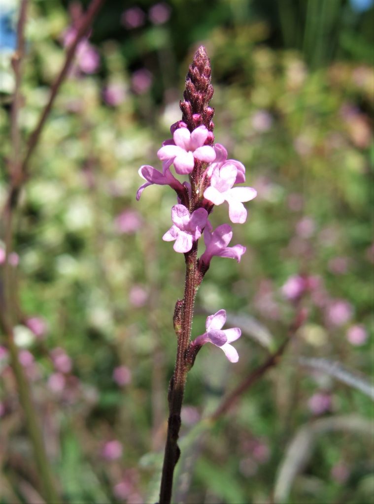 Verbena officinalis 'Bampton' | Well Established Verbena | Proctors Nursery