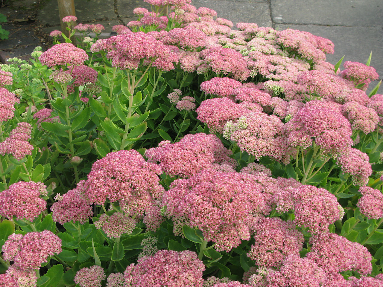 Hylotelephium Spectabile Autumn Joy Established Sedum Proctors