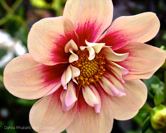 Proctors Nursery | Buy Plants Online | Visit our Plant Nursery