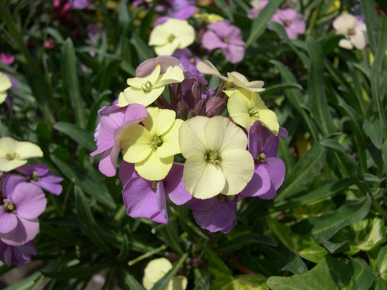 Erysimum 'Plant World Lemon' | Established Erysimum | Proctors Nursery
