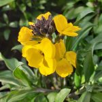 Buy Erysimum Plants Online | Online Shop | Proctors Nursery