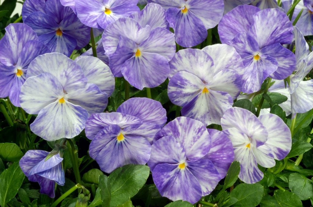 Viola 'Columbine' | Shop Well Established Viola | Proctors Nursery