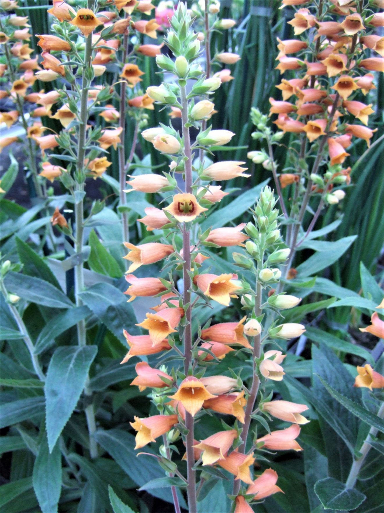 Digiplexis 'Firecracker' | Well Established Digiplexis | Proctors Nursery