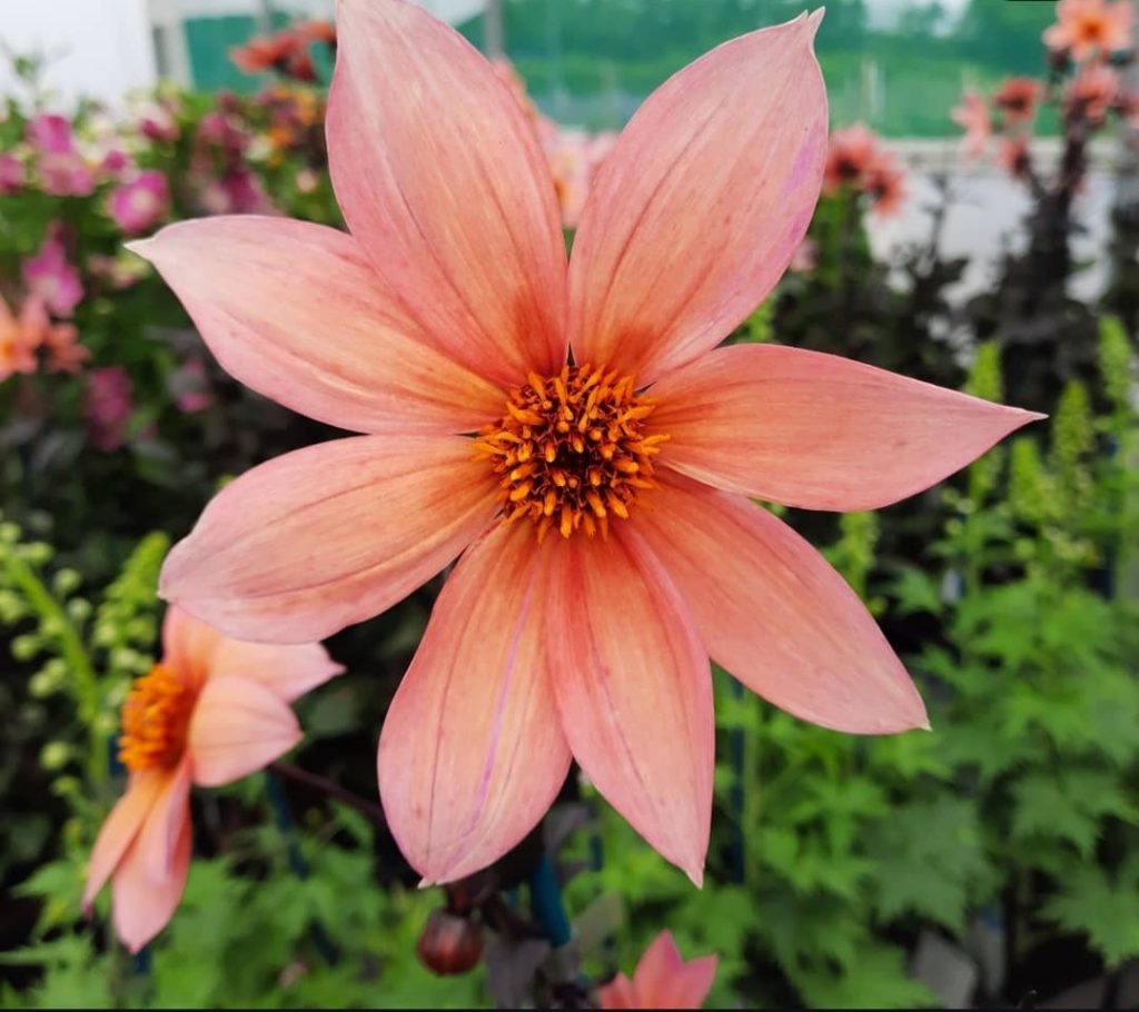 Dahlia 'Hawaiian Sunrise' | Buy Dahlias Online UK | Proctors Nursery