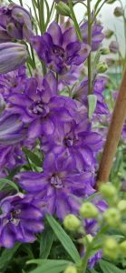Delphinium 'Delgenius Breezin' | Shop Delphiniums | Proctors Nursery