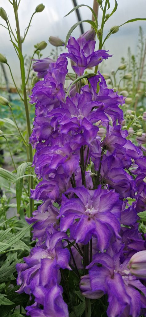 Delphinium 'Delgenius Breezin' | Shop Delphiniums | Proctors Nursery