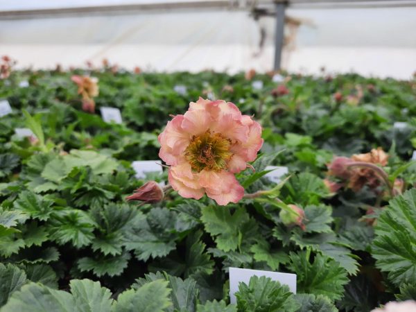 Geum 'Petticoats Peach' | Buy Well Established Geums | Proctors Nursery