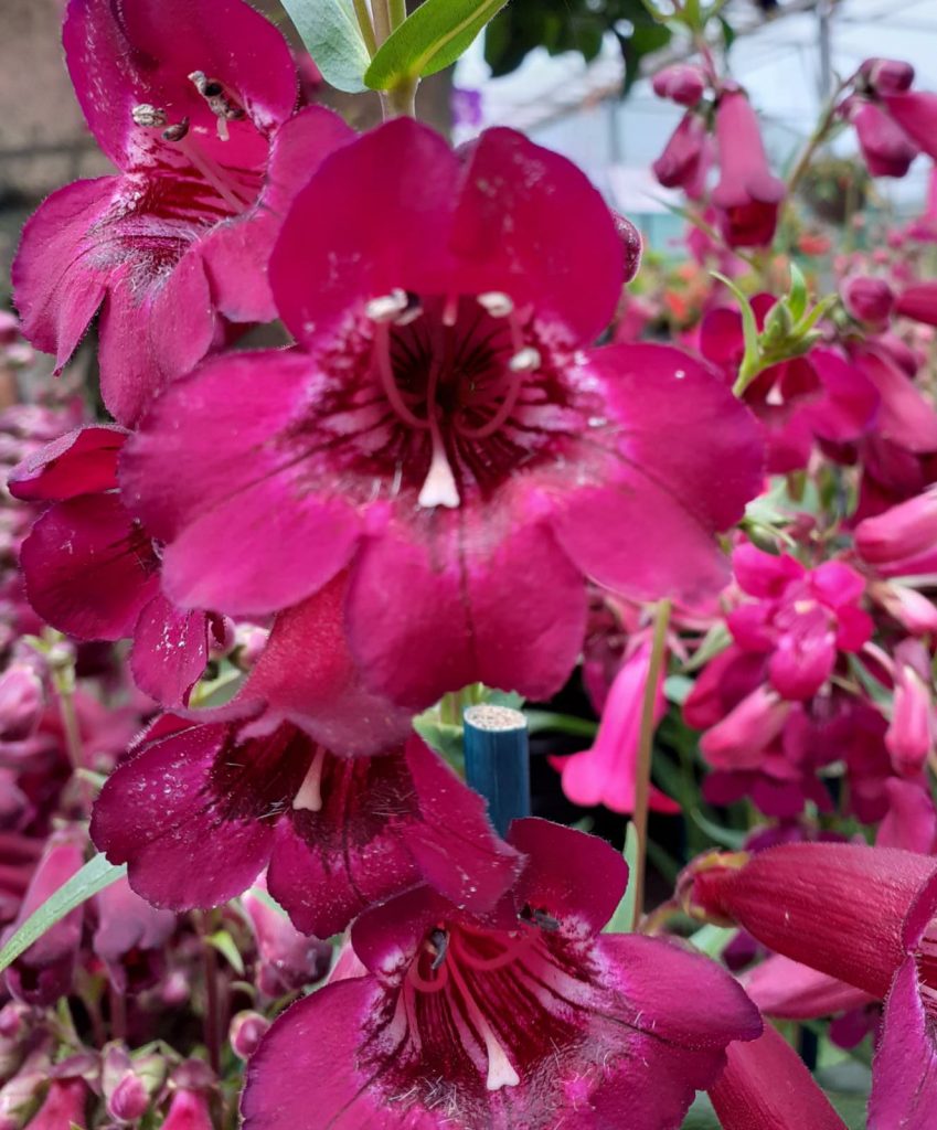 Penstemon 'Rich Ruby' | Well Established Penstemon | Proctors Nursery