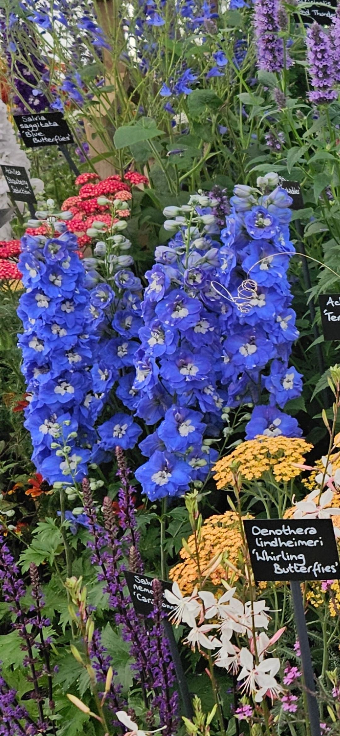 Delphinium x cultorum ‘Jupiter F1 Blue’ | Shop Delphinium | Proctors ...