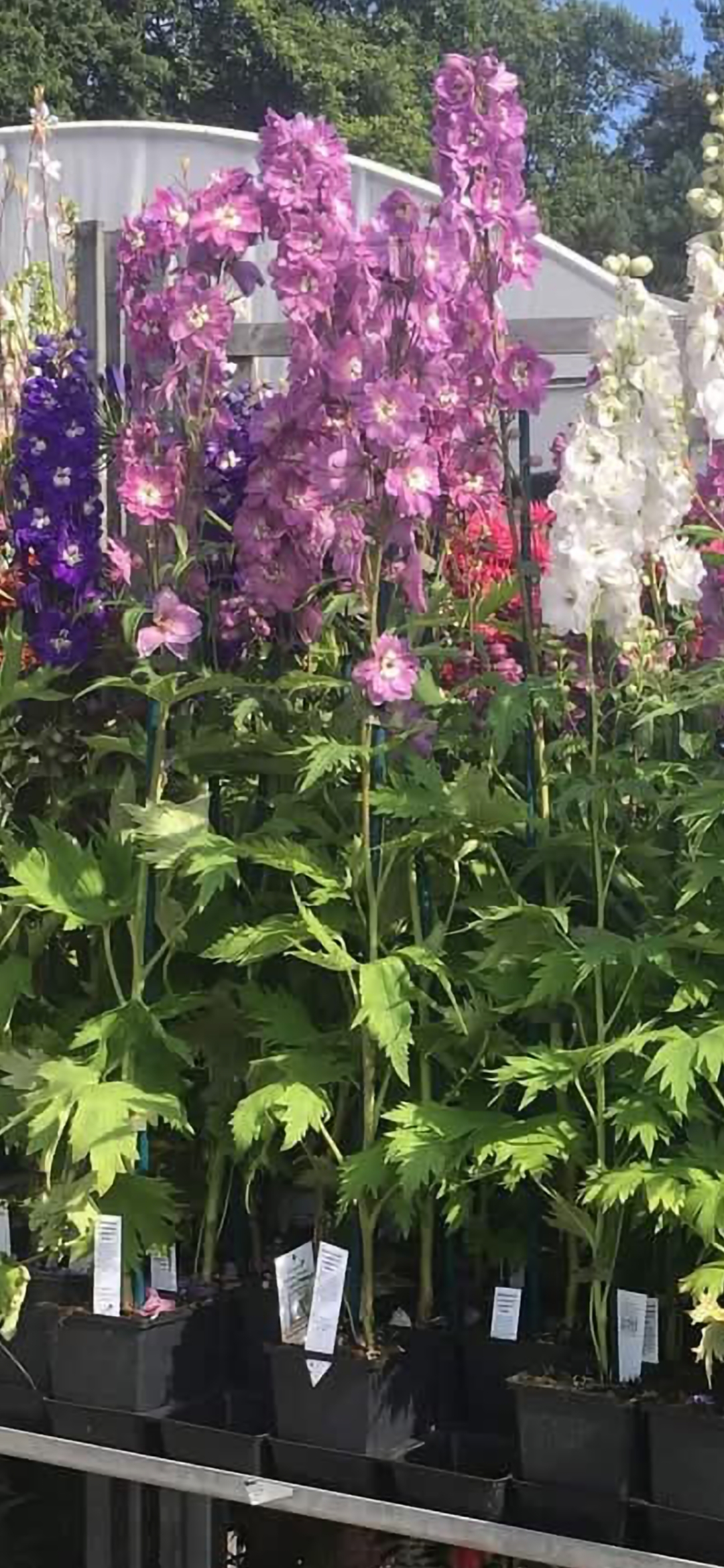 Delphinium x cultorum ‘Jupiter F1 Pink’ | Shop Delphinium | Proctors ...