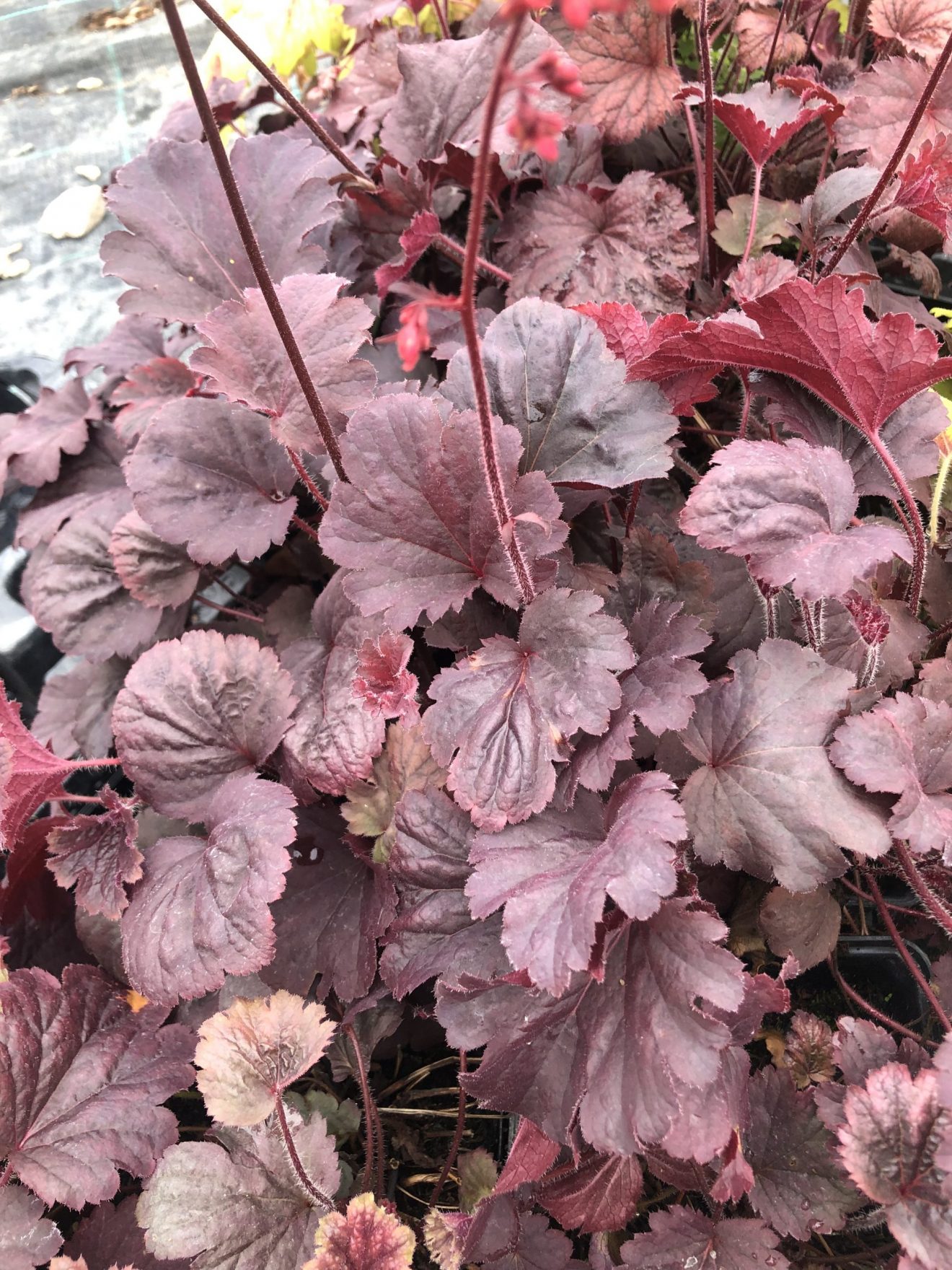 Heuchera 'Bella Notte' | Well Established Heuchera | Proctors Nursery