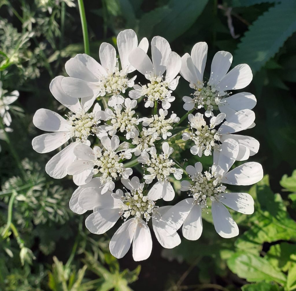 Orlaya grandiflora | Shop Well Established Orlaya | Proctors Nursery