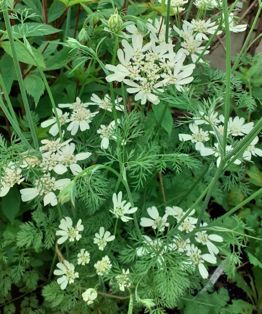 Orlaya grandiflora | Shop Well Established Orlaya | Proctors Nursery