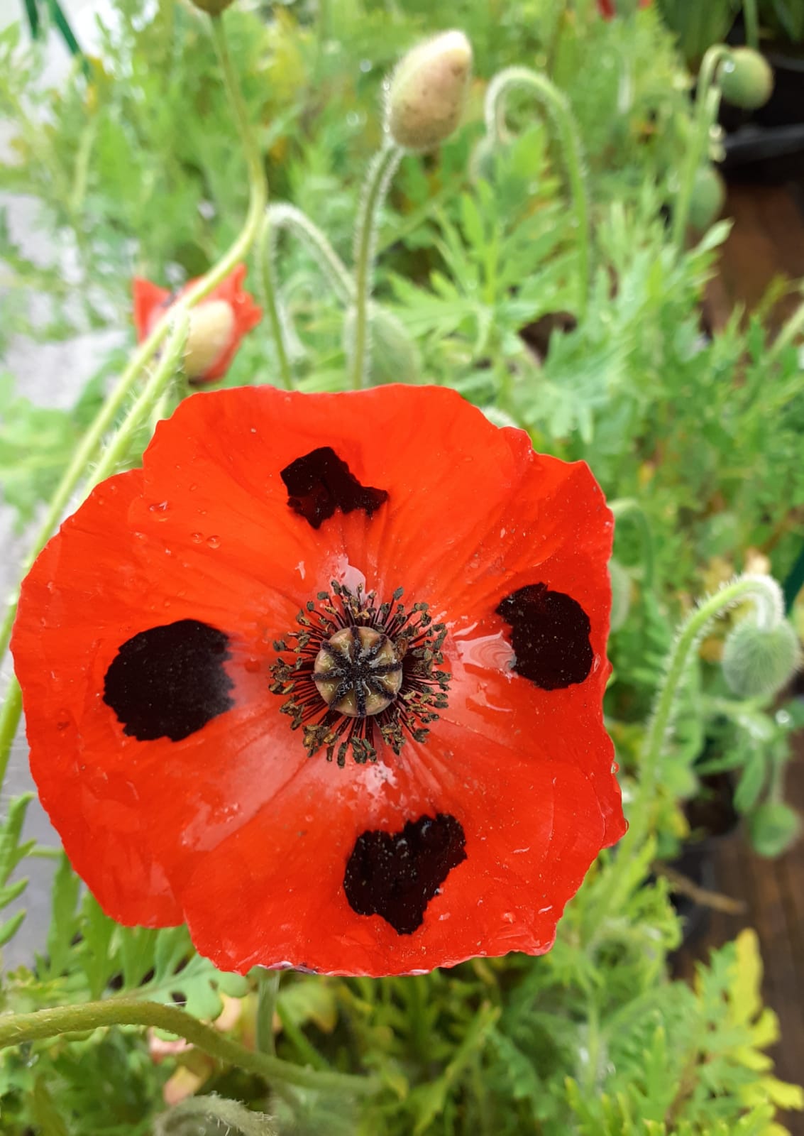 Papaver commutatum 'Ladybird' | Proctors Nursery