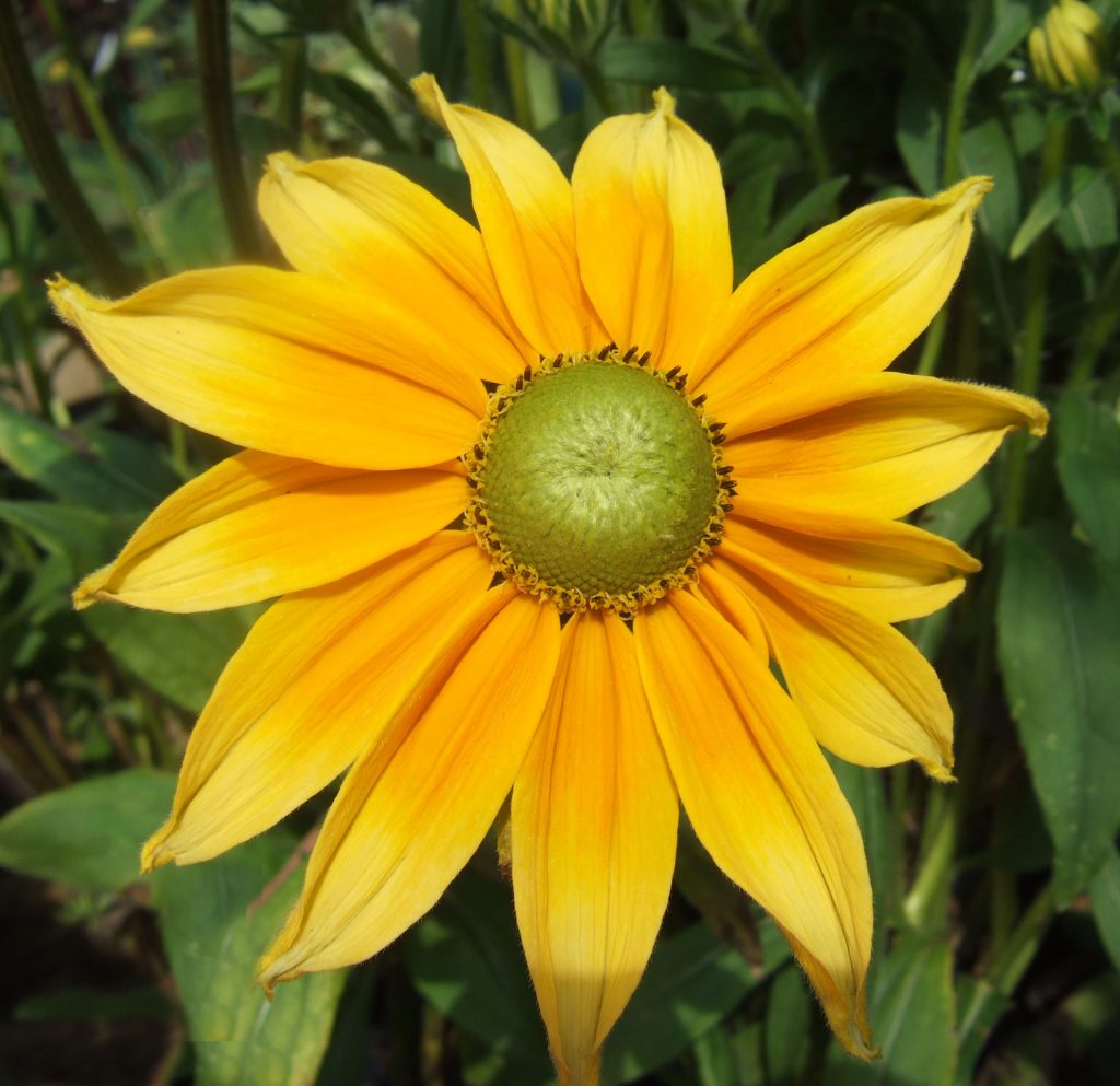 Rudbeckia Hirta ‘Prairie Sun’ | Established Rudbeckia| Proctors Nursery