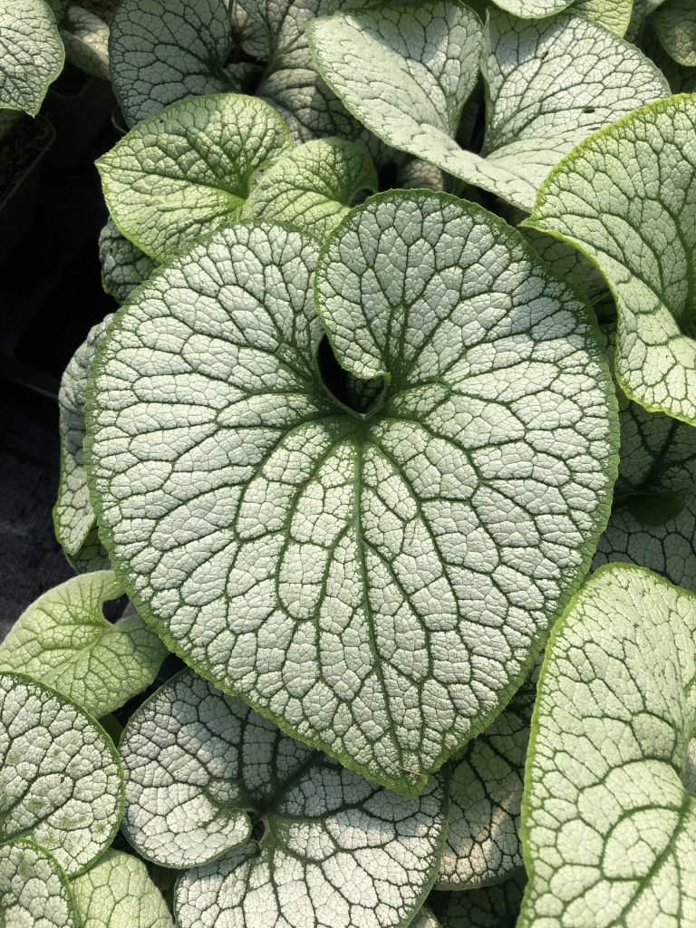 Brunnera macrophylla 'Sterling Silver' | Shop Brunnera | Proctors Nursery