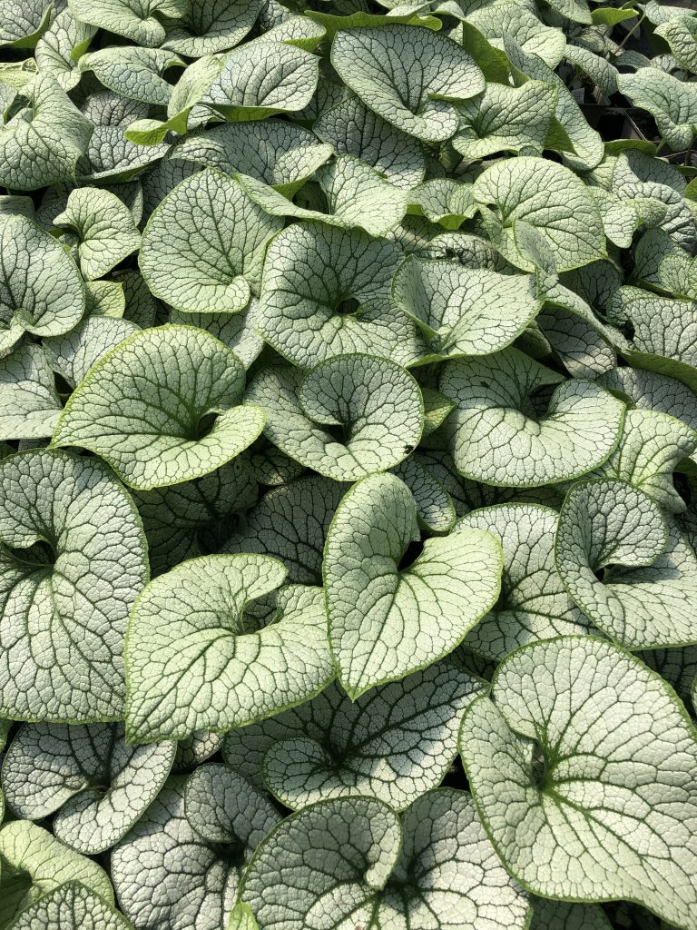 Brunnera macrophylla 'Sterling Silver' | Shop Brunnera | Proctors Nursery