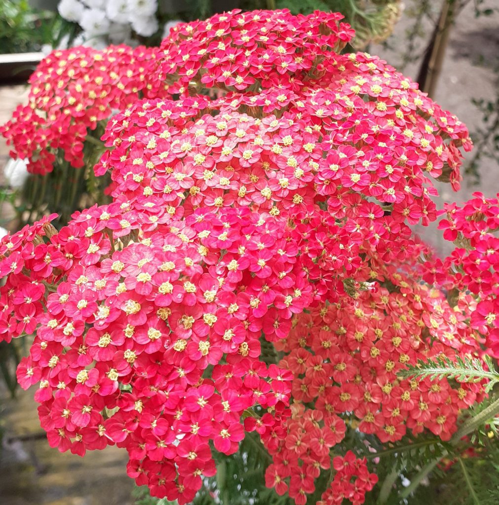 Achillea millefolium 'Paprika' | Shop Established Achillea | Proctors ...