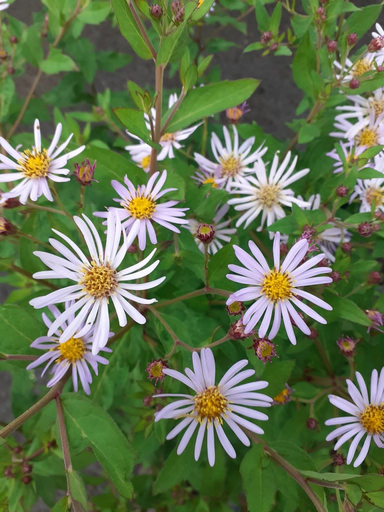 Symphyotrichum (Aster) ageratoides 'Asran' | Well Established Aster ...