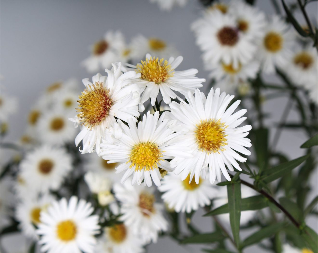 Symphyotrichum (Aster) novi-belgii 'White Ladies' | Shop Asters ...