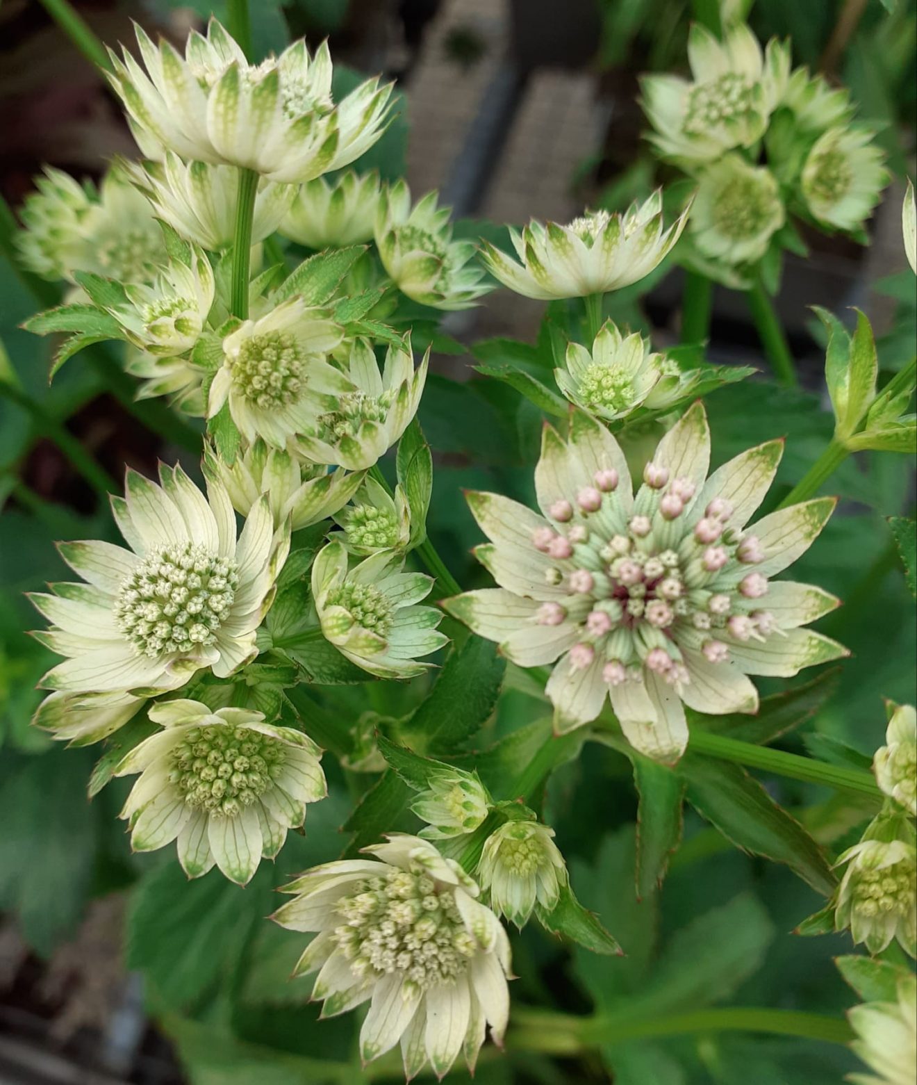 Astrantia major 'Star of Billion' | Buy Online Now | Proctors Nursery