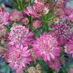Buy Astrantia Plants Online | Online Shop | Proctors Nursery