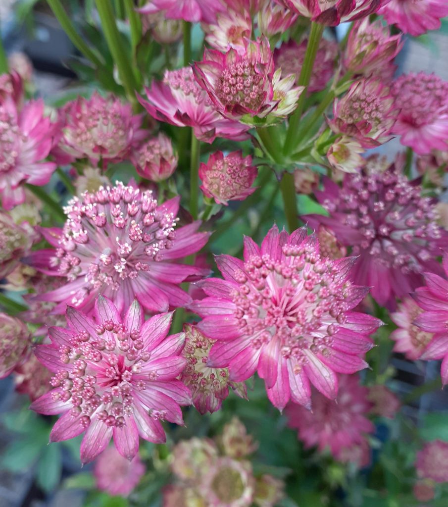 Astrantia major 'Venice' | Shop Well Established Astrantia | Proctors ...