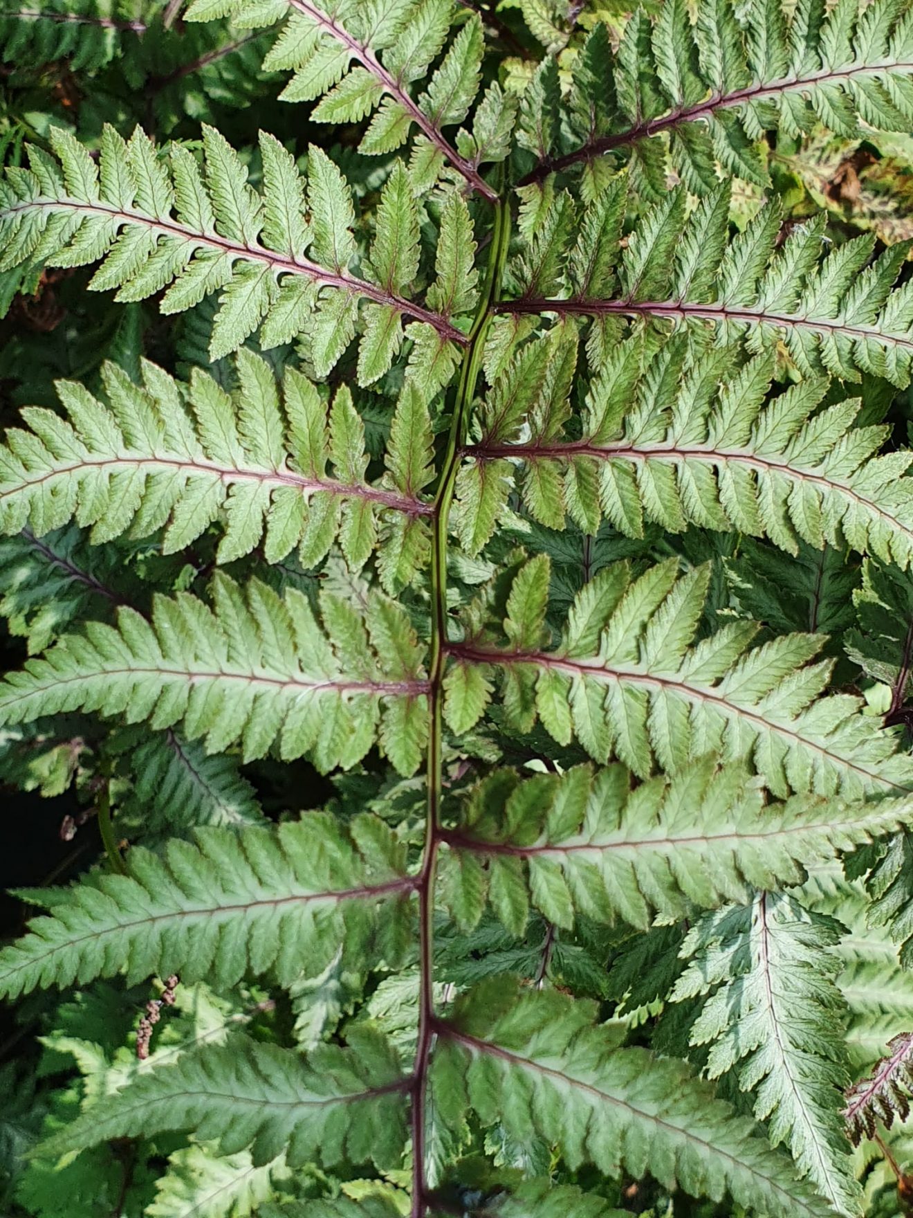 Athyrium niponicum f. metallicum | Proctors Nursery