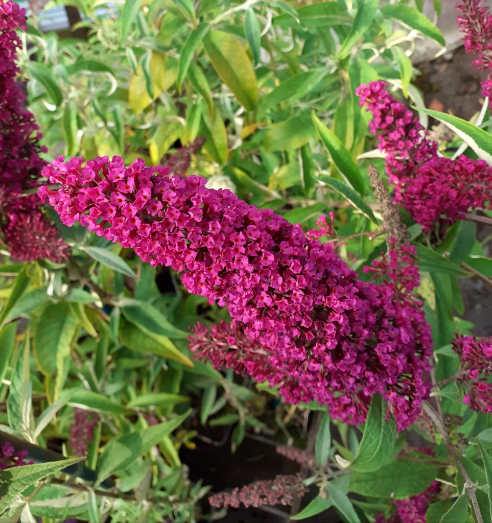 Buddleja Buzz 'Velvet' | Well Established Buddleja | Proctors Nursery
