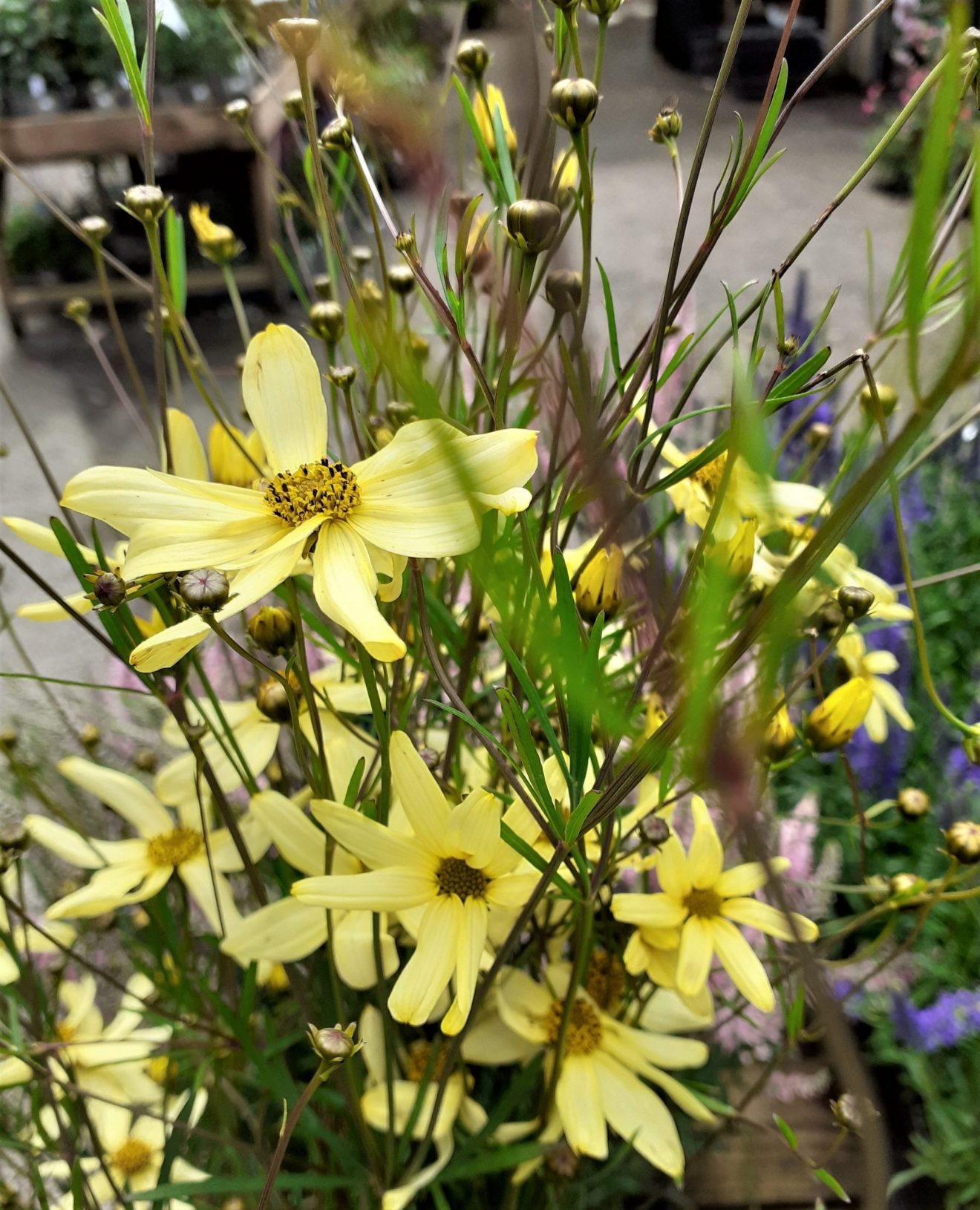 Coreopsis verticillata 'Moonbeam' | Shop Established Coreopsis ...