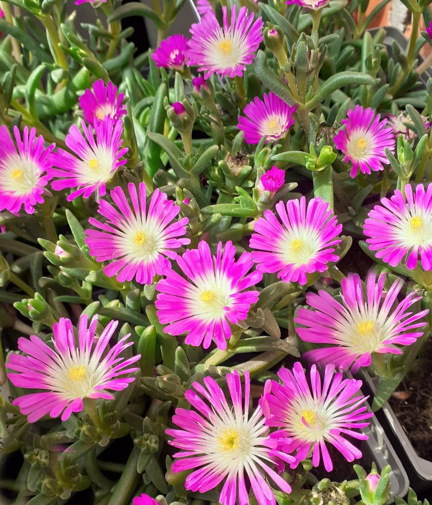 Delosperma 'Suntropics Hot Pink' | Shop Delosperma | Proctors Nursery