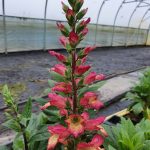 Digiplexis | Shop Well Established Digiplexis Plants | Proctors Nursery