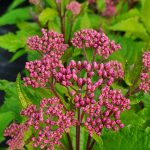 Buy Eupatorium Plants Online | Online Shop | Proctors Nursery