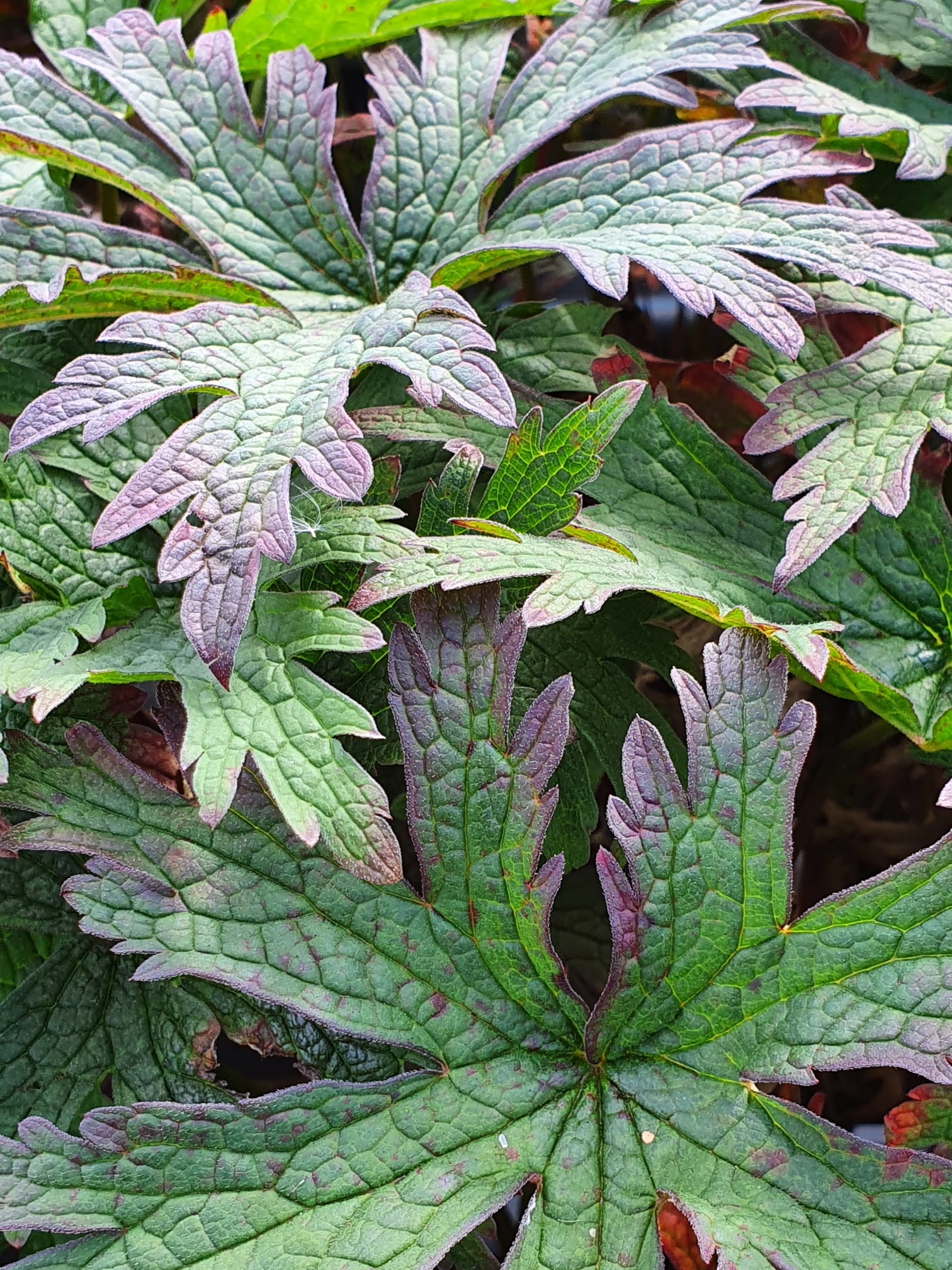 Geranium ‘Dark Eyes’ | Shop Established Geranium | Proctors Nursery