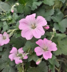 Geranium 'Dreamland' | Well Established Geraniums | Proctors Nursery