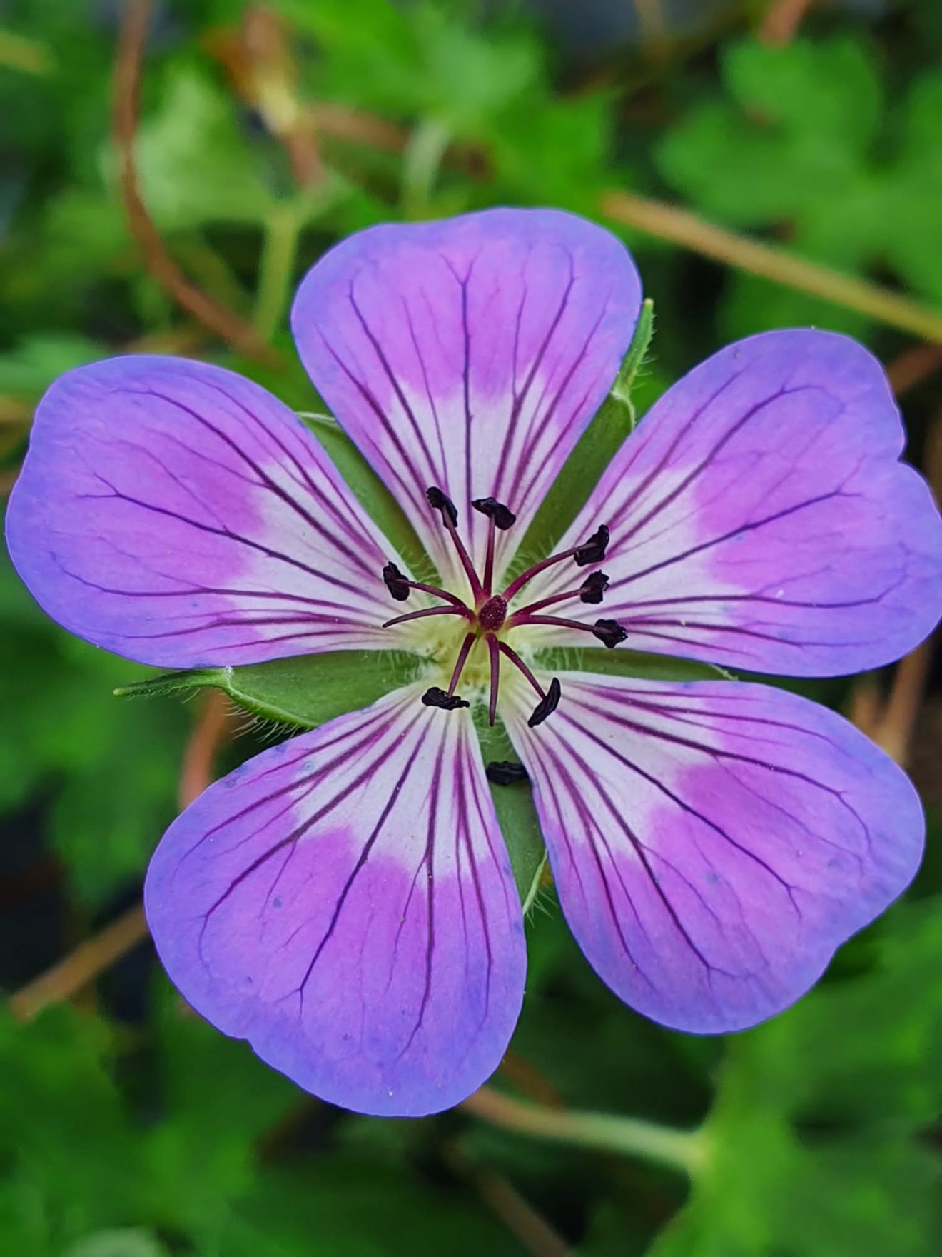 Geranium 'Sweet Heidy' | Shop Established Geranium | Proctors Nursery