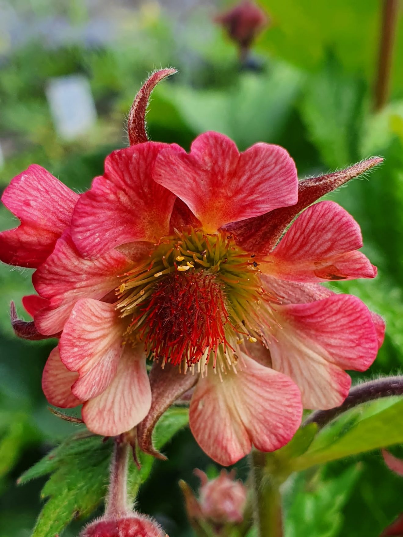 Geum 'Tempo Rose' | Shop Well Established Geum | Proctors Nursery