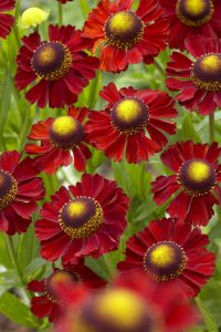 Helenium 'Ruby Tuesday' | Well Established Helenium | Proctors Nursery