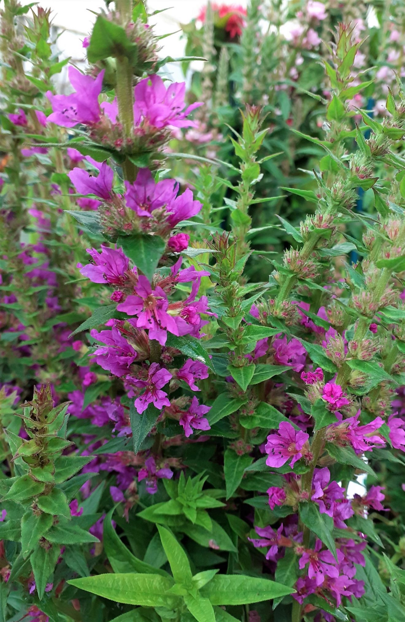 Lythrum salicaria 'Robin' | Proctors Nursery