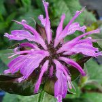 Buy Monarda Plants Online | Online Shop | Proctors Nursery
