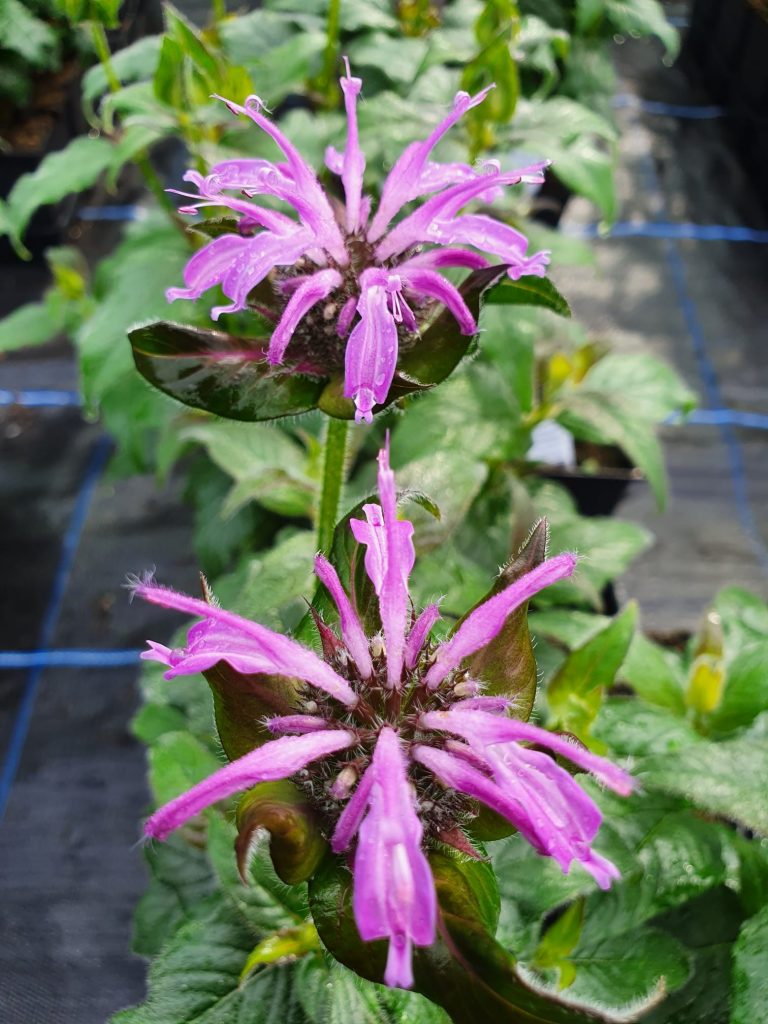 Monarda didyma 'Blue Moon' | Shop Monarda | Proctors Nursery