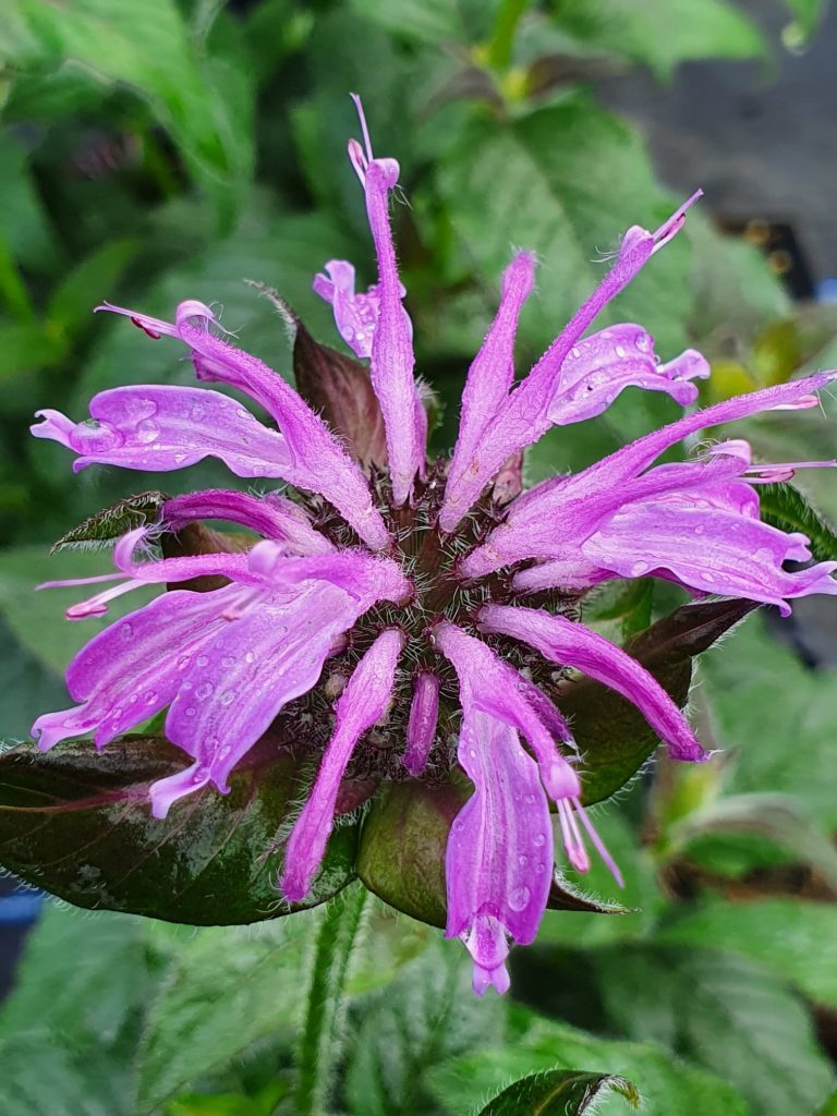 Monarda didyma 'Blue Moon' | Shop Monarda | Proctors Nursery