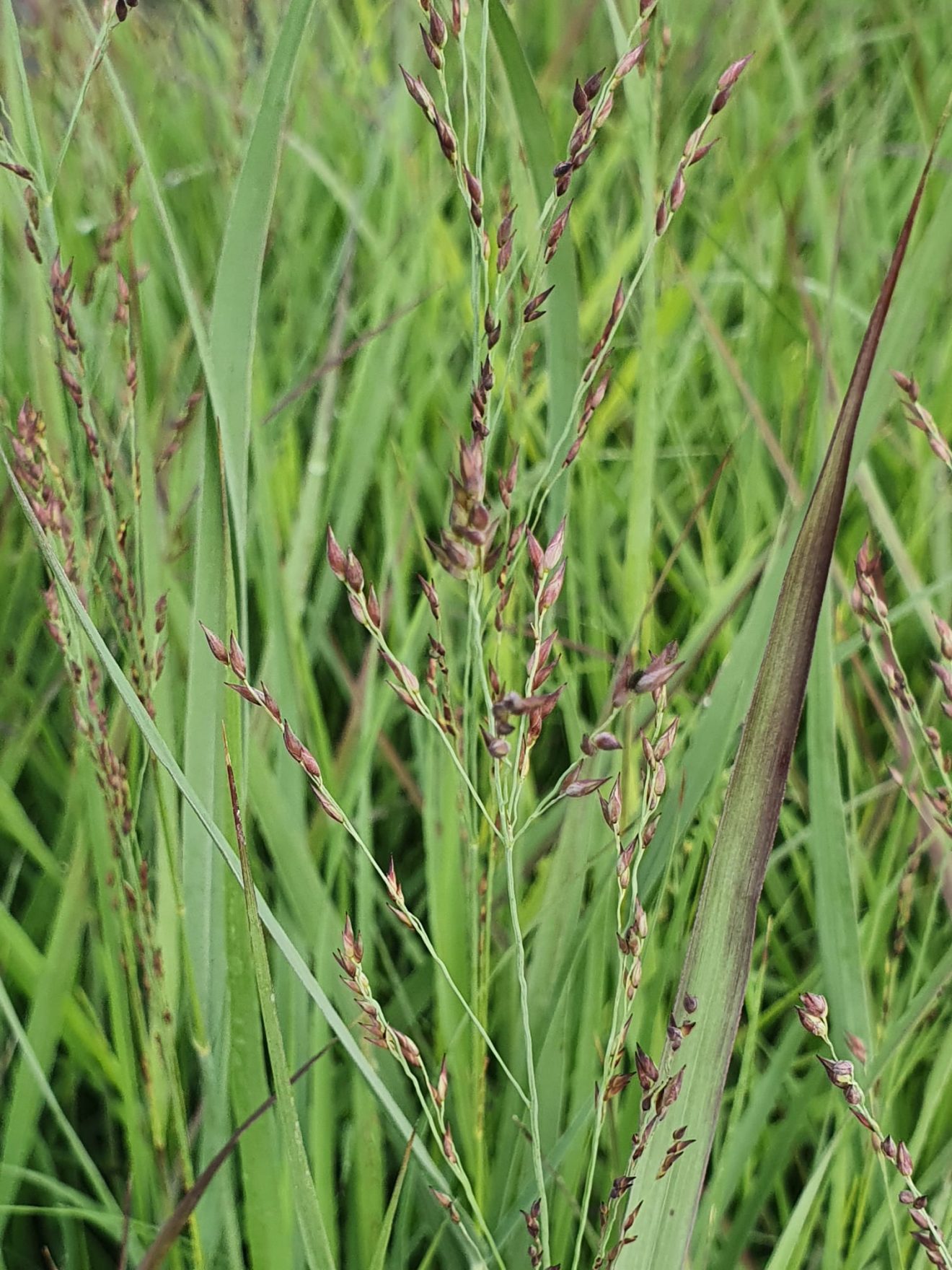 Panicum virgatum 'Cheyenne Sky' | Proctors Nursery