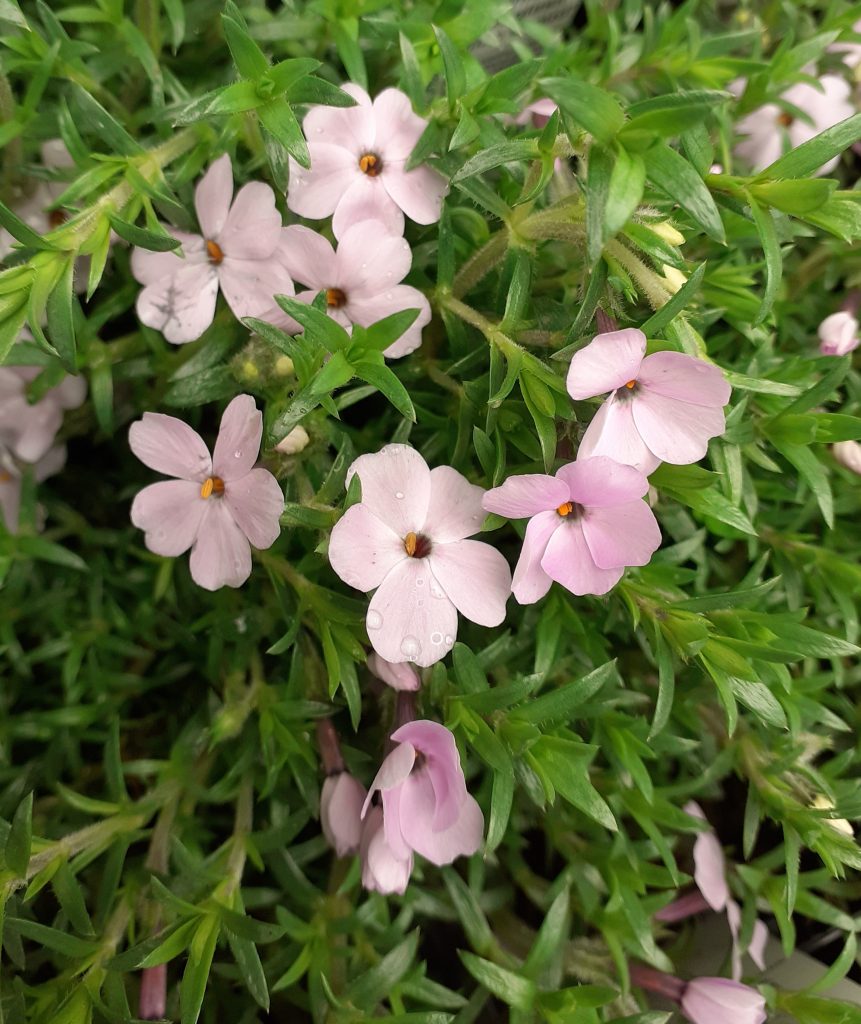 Phlox douglasii 'Lilac Cloud' | Well Established Phlox| Proctors Nursery