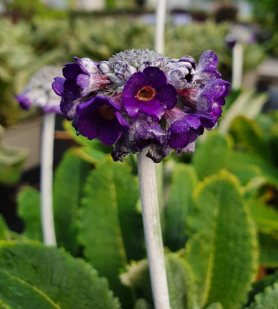Primula capitata Noverna Deep Blue | Shop Primula | Proctors Nursery