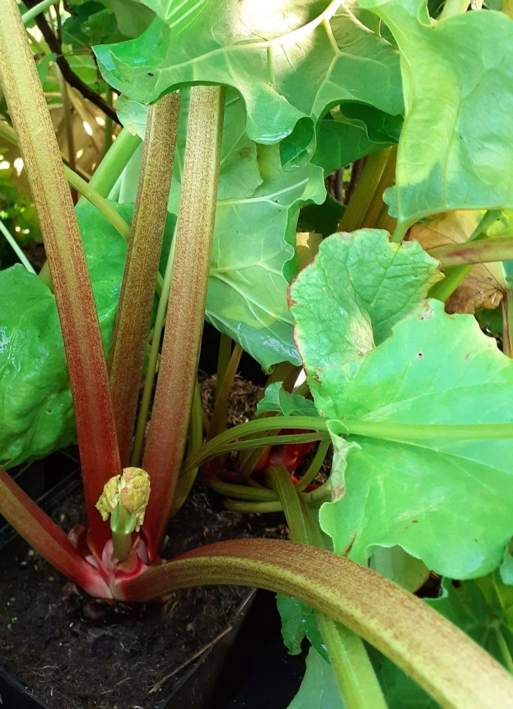 Rhubarb 'Victoria' | Shop Established Rhubarb | Proctors Nursery