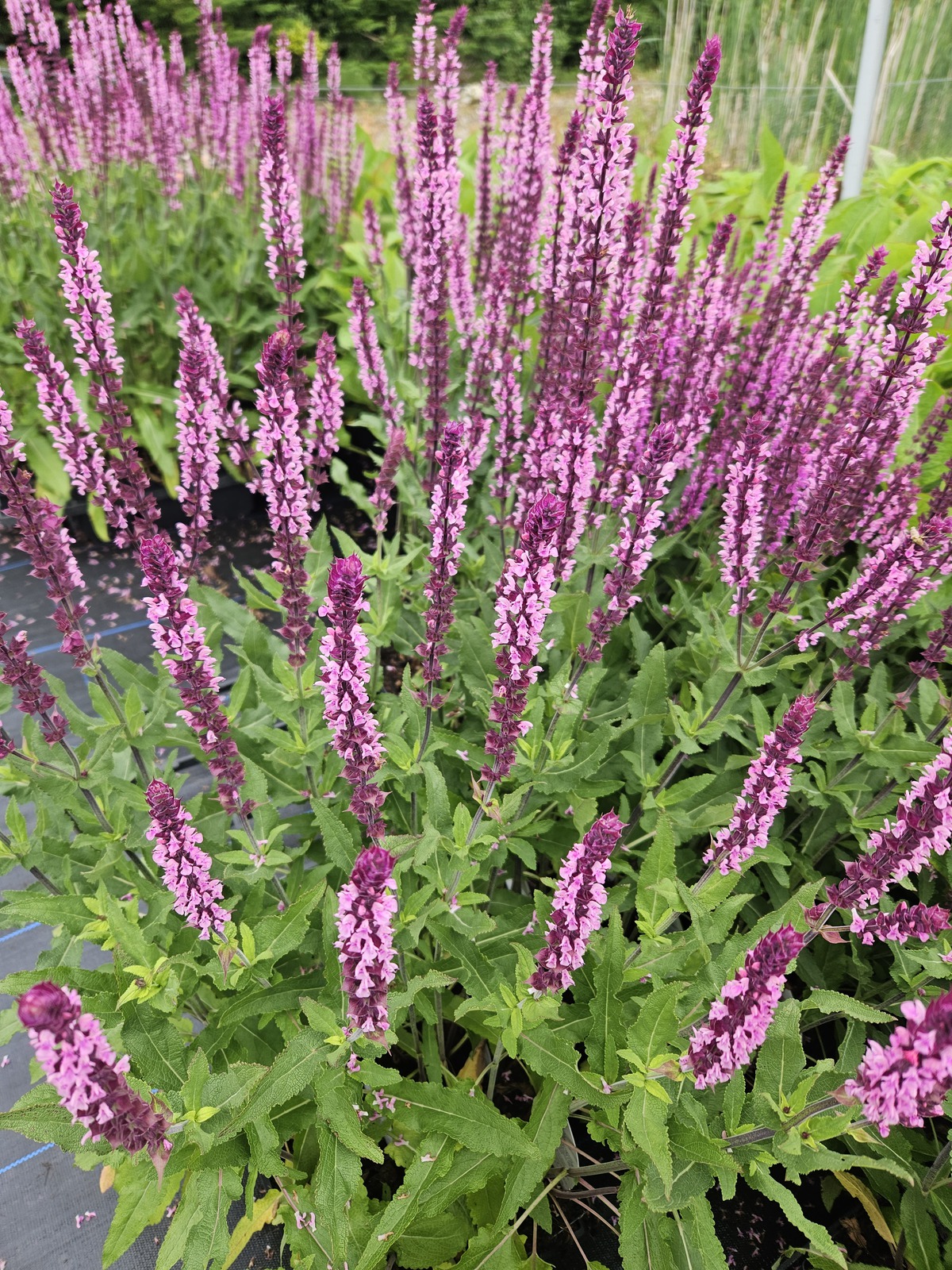 Salvia ‘Caradonna Pink Inspiration’ | Shop Salvia| Proctors Nursery