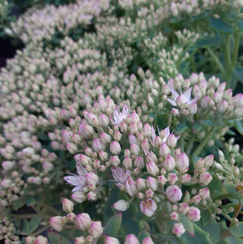 Hylotelephium 'Thundercloud' | Hylotelephium (Sedum) | Proctors Nursery