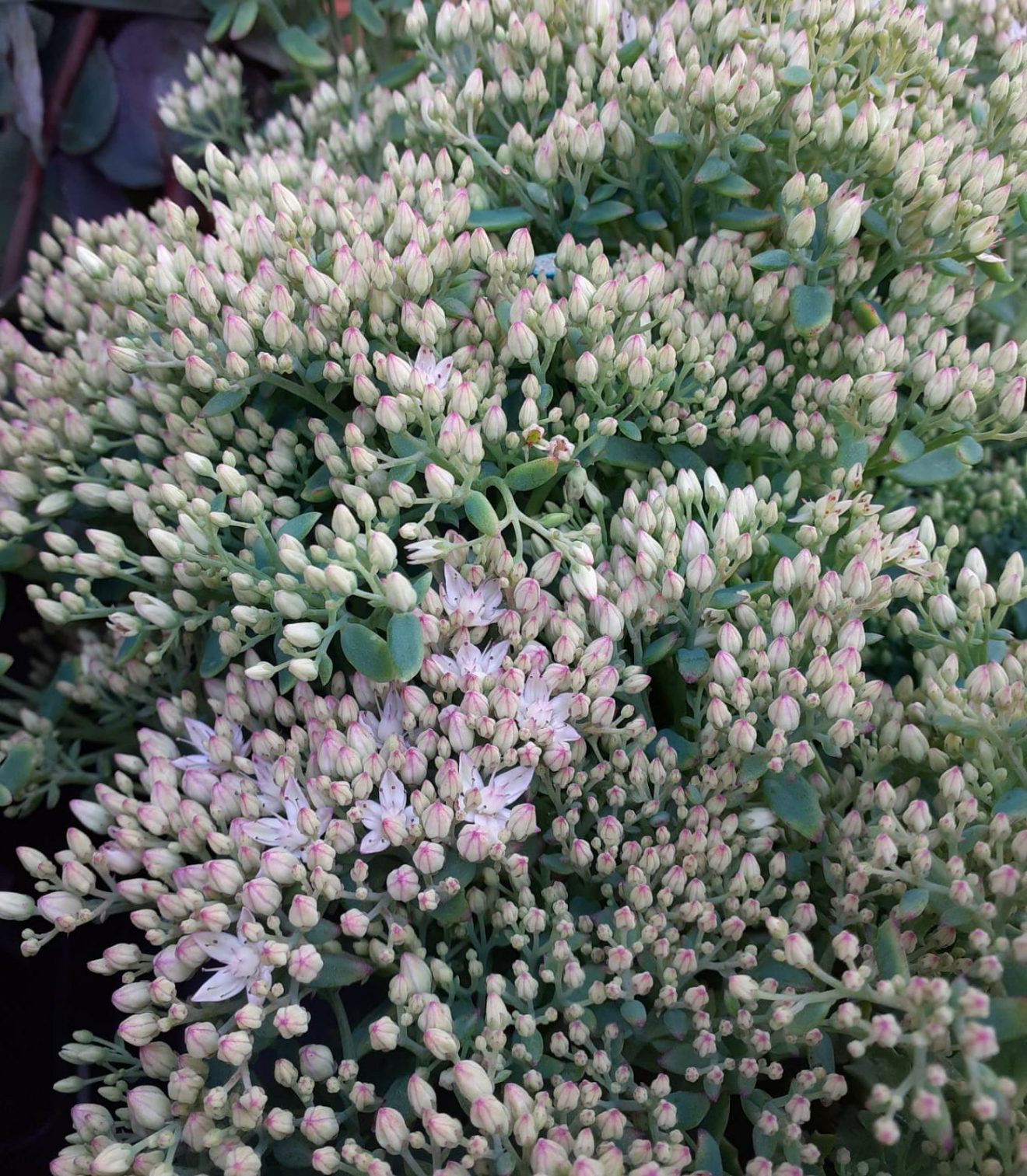 Hylotelephium 'Thundercloud' | Hylotelephium (Sedum) | Proctors Nursery