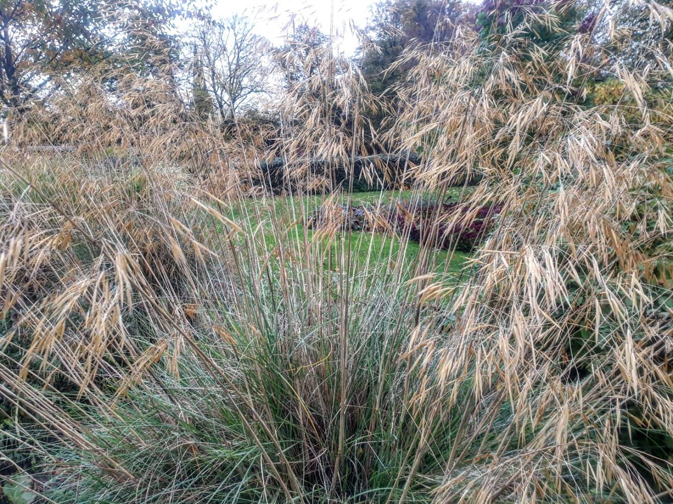 Stipa gigantea | Shop Established Stipa | Proctors Nursery